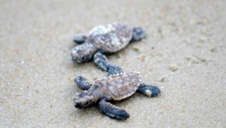 Over 300 endangered turtles hatch in Singapore | SYRIA NEWS | ZAMAN ALWSL