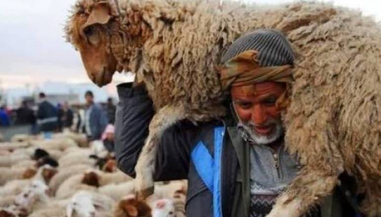 Syria regime claims 'exporting sheep' will protect breeders amid feed ...